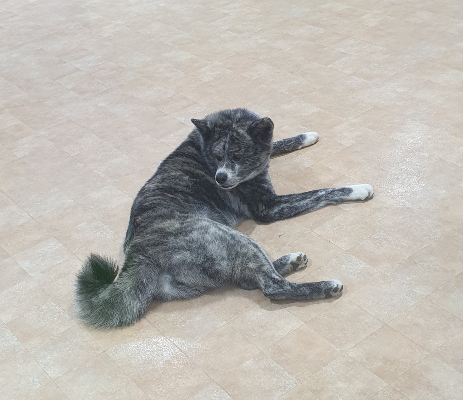 The Akita Dogs of Odate | 大潟村役場